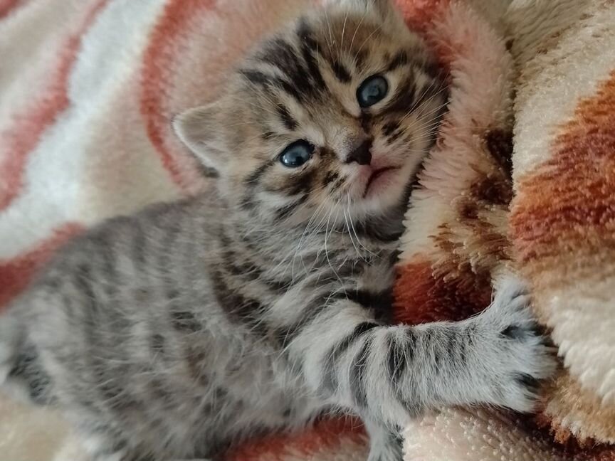 Котёнок, мальчик