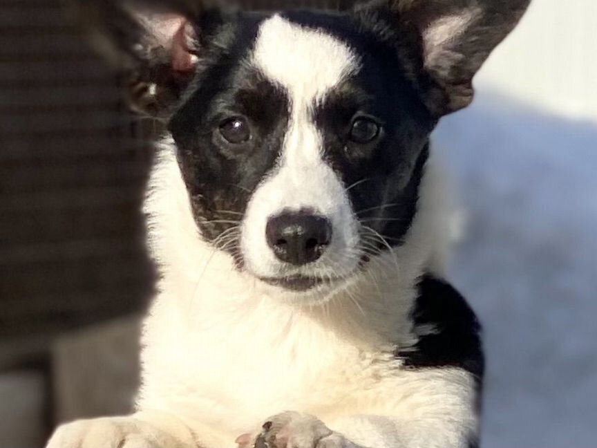 Вельш корги кардиган щенок