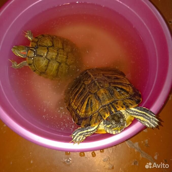 Красноухие черепахи