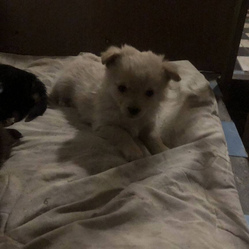 Шенок мелитио кинидио метис