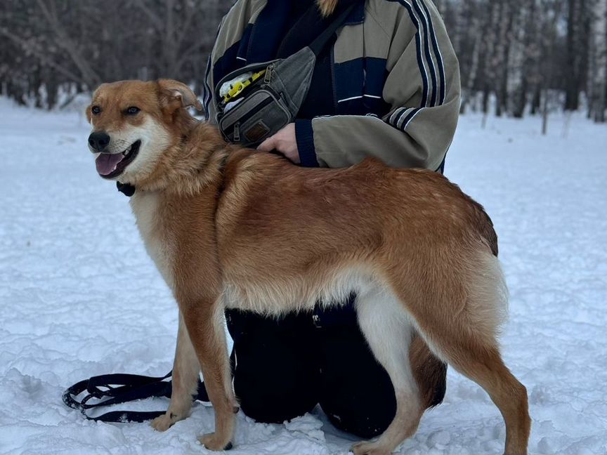 Малыш рыжик Крекер. Песик из приюта Некрасовка