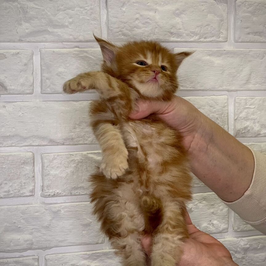 Котята мейн-кун