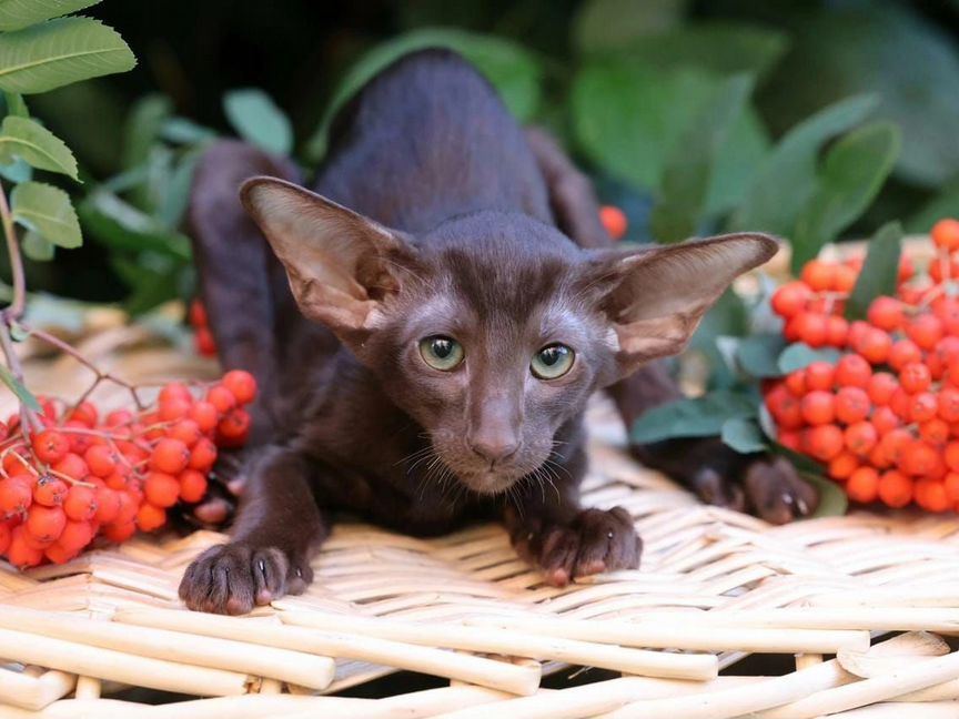 Ориентальные котята