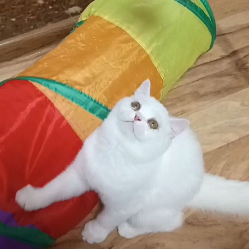 Белоснежный экзотический котёнок