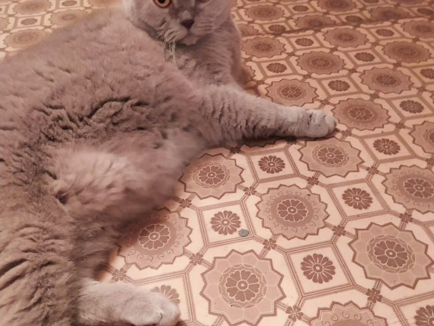 Британский кот