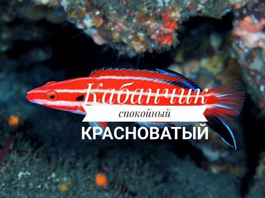 Кабанчик спокойный красноватый (рыбка в наличии)