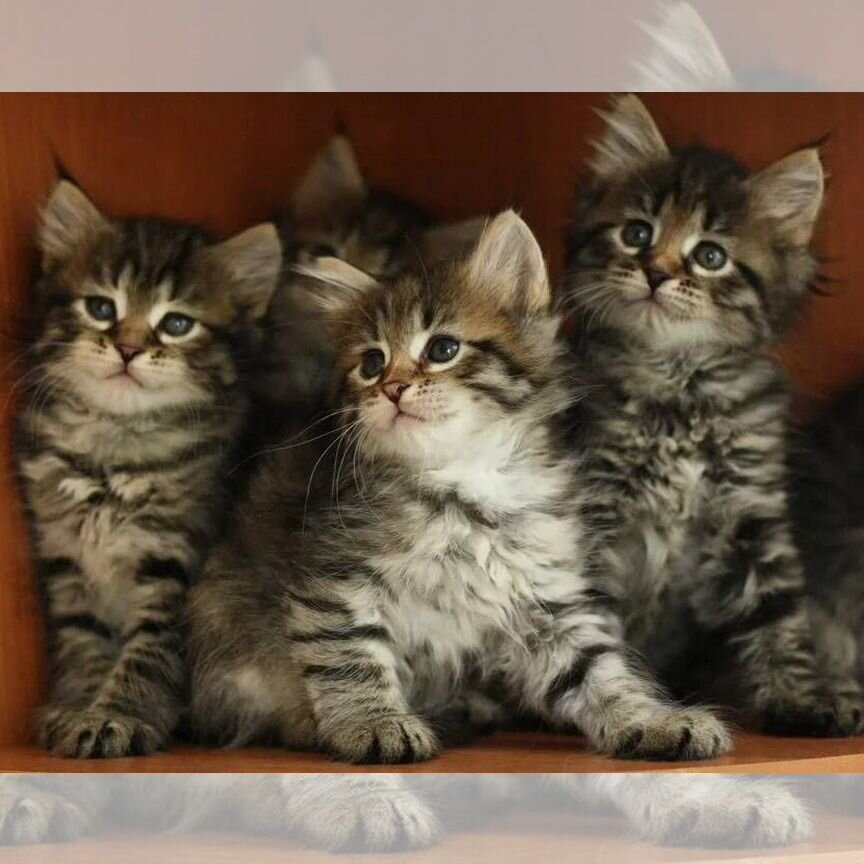 Сибирские котята