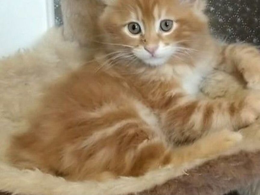 Котенок курильского бобтейла