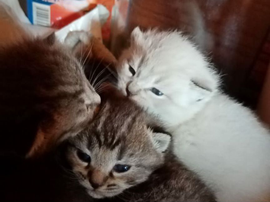 Котята в добрые руки