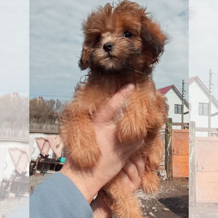 Мальтипу, щенок