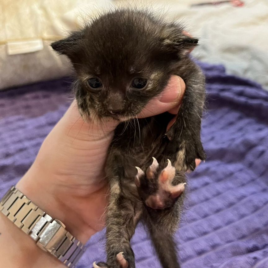 Котёнок в добрые руки