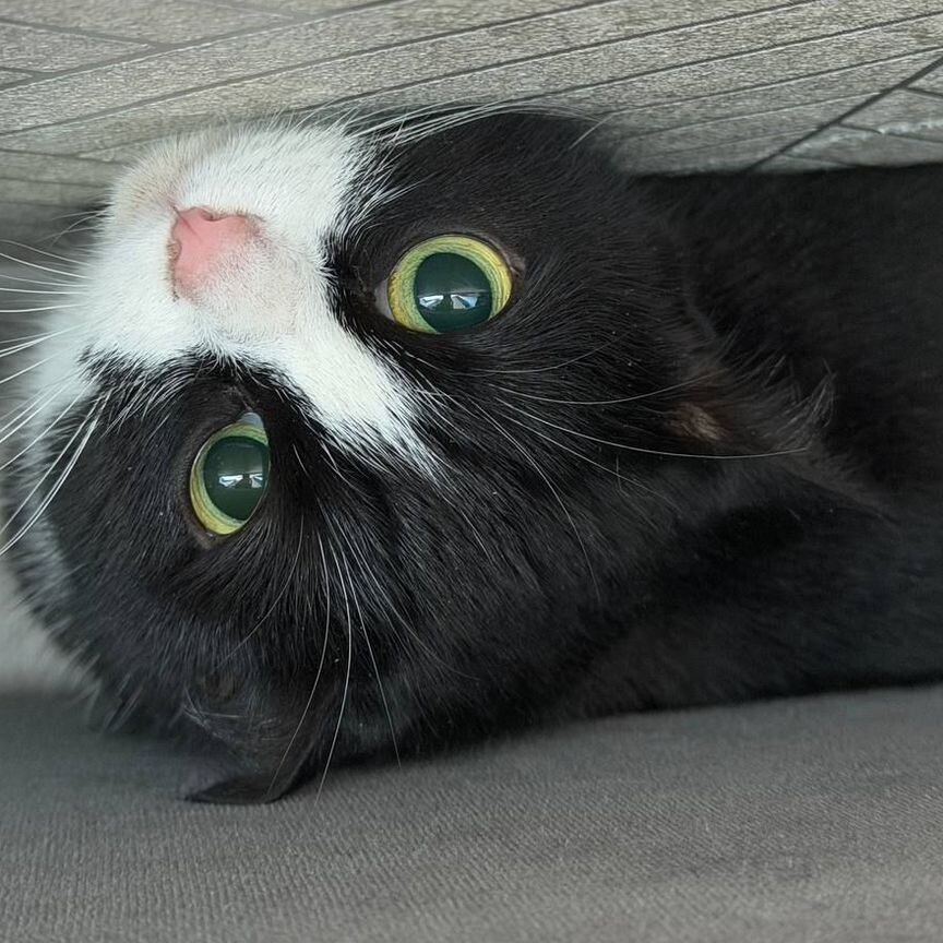 Взрослая, кошка в добрые руки