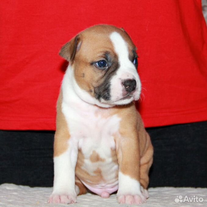 Щенок американского стаффорда, мальчик Е №2
