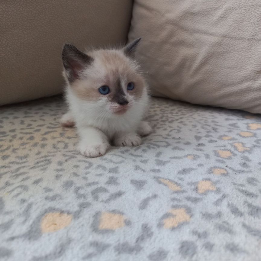 Котята Невская маскарадная порода