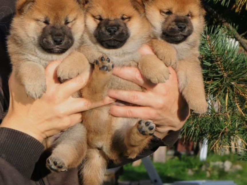 Сиба ину щенки г. Санкт-Петербург