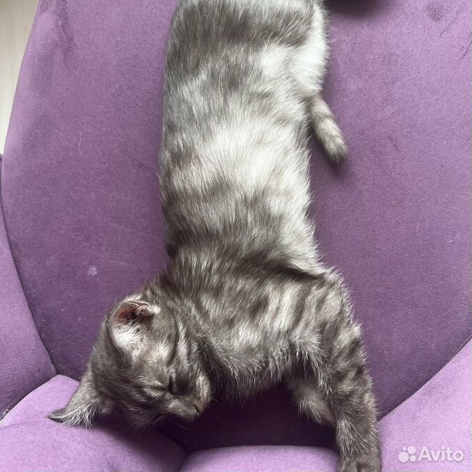 Котенок дымчато- серый