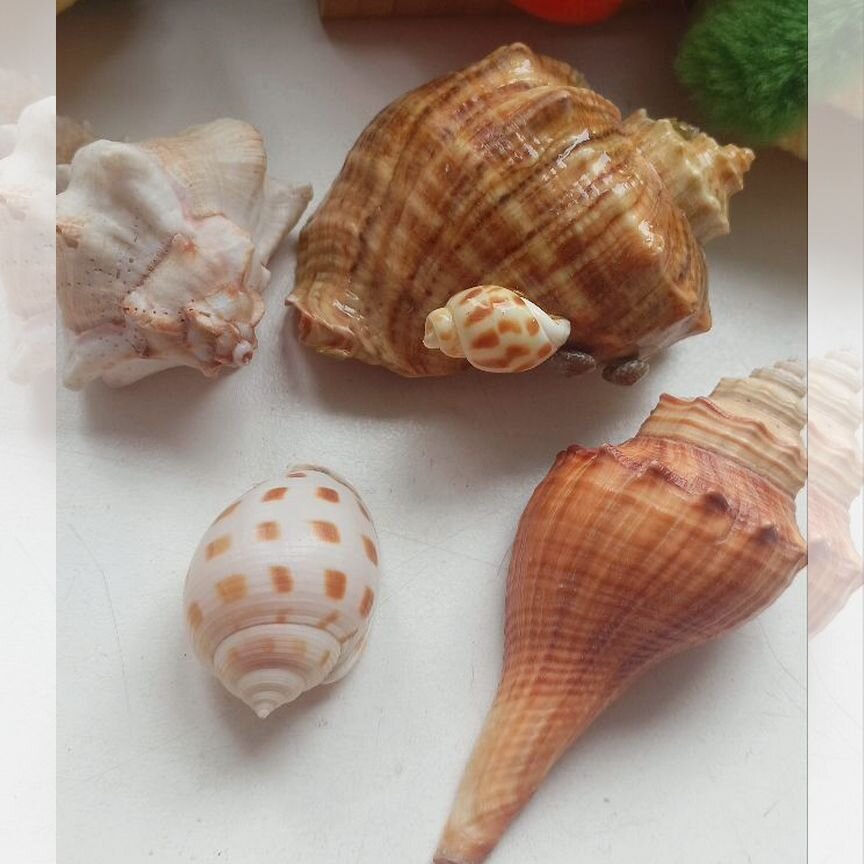 Ракушки
