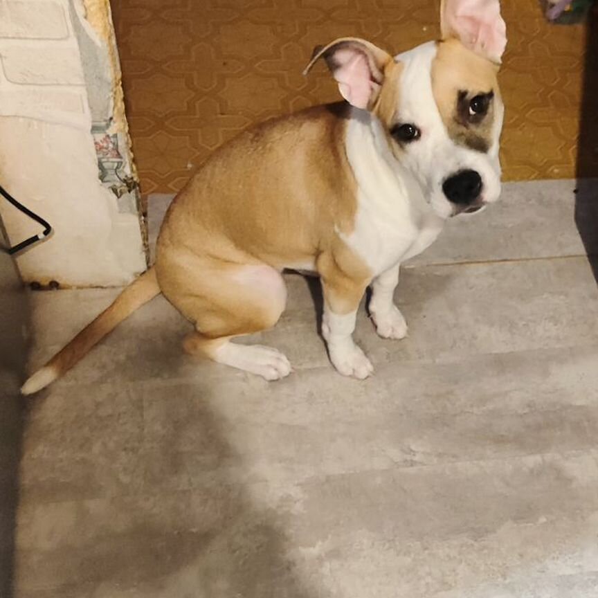 Американский стаффордширский терьер, щенок