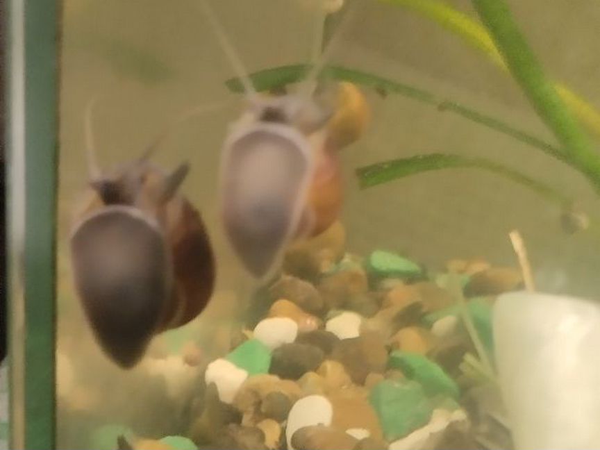 Водоросли и ампулярии