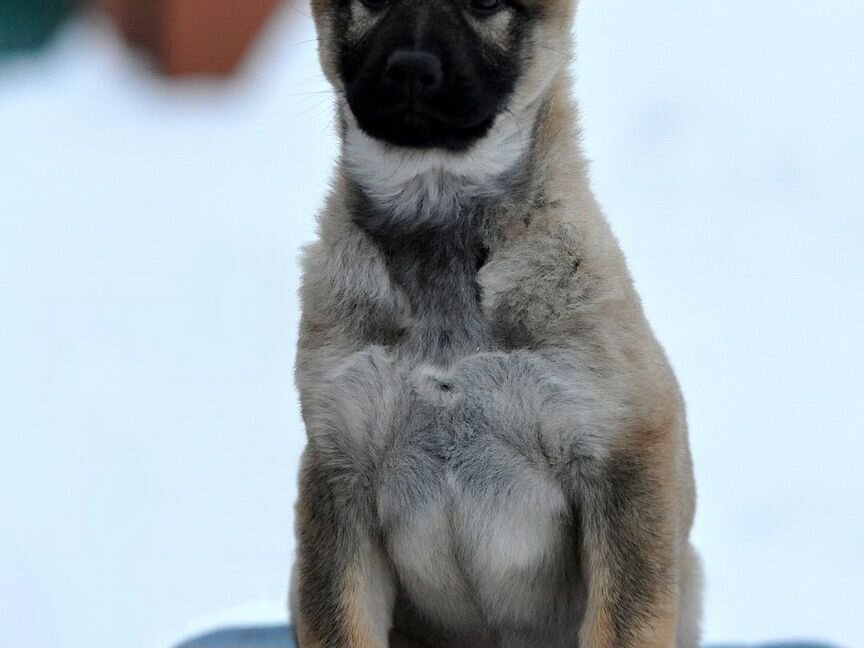 Щенок немецкой овчарки рр