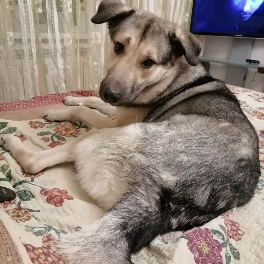 Собака в добрые руки