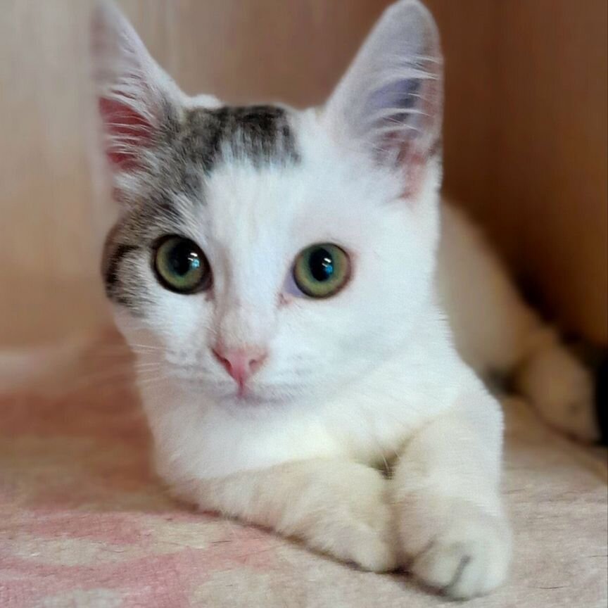 Котенок девочка солнышко ясное