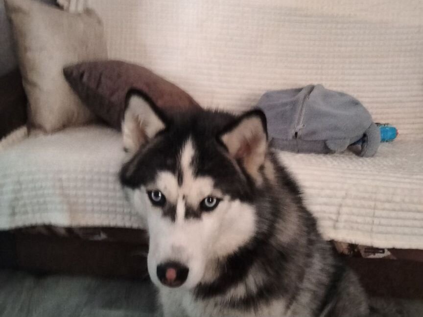 Собаки хаски