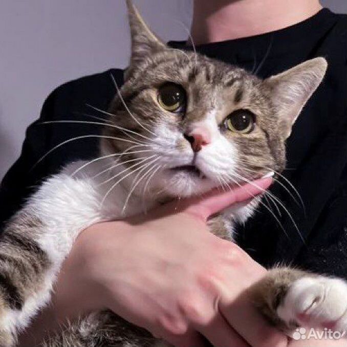 Крупный добрый котик Генри (1 год)