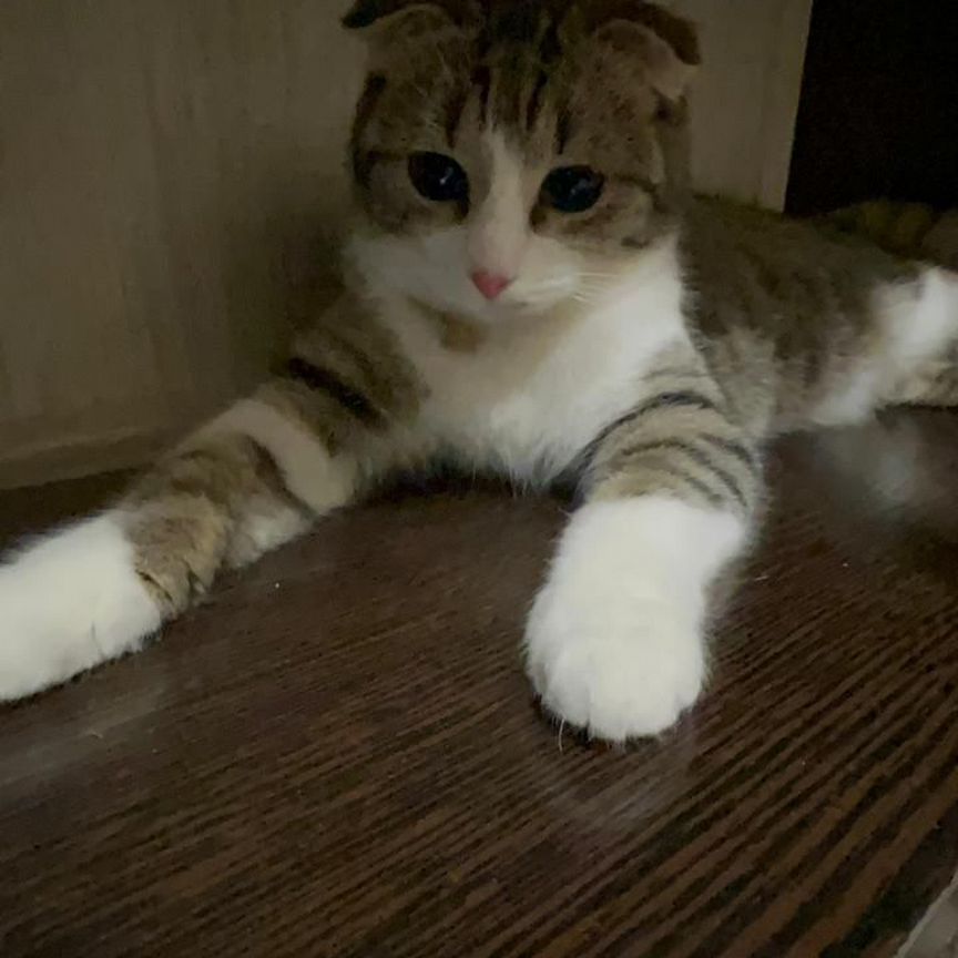 Вислоухая кошка ищет дом