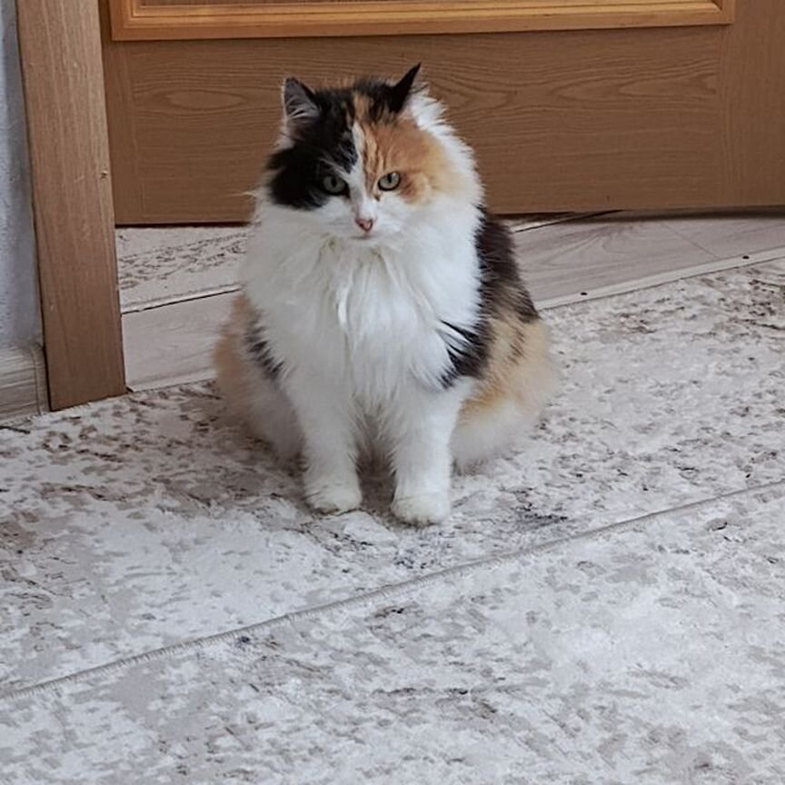 Кошка трёхшёрстная