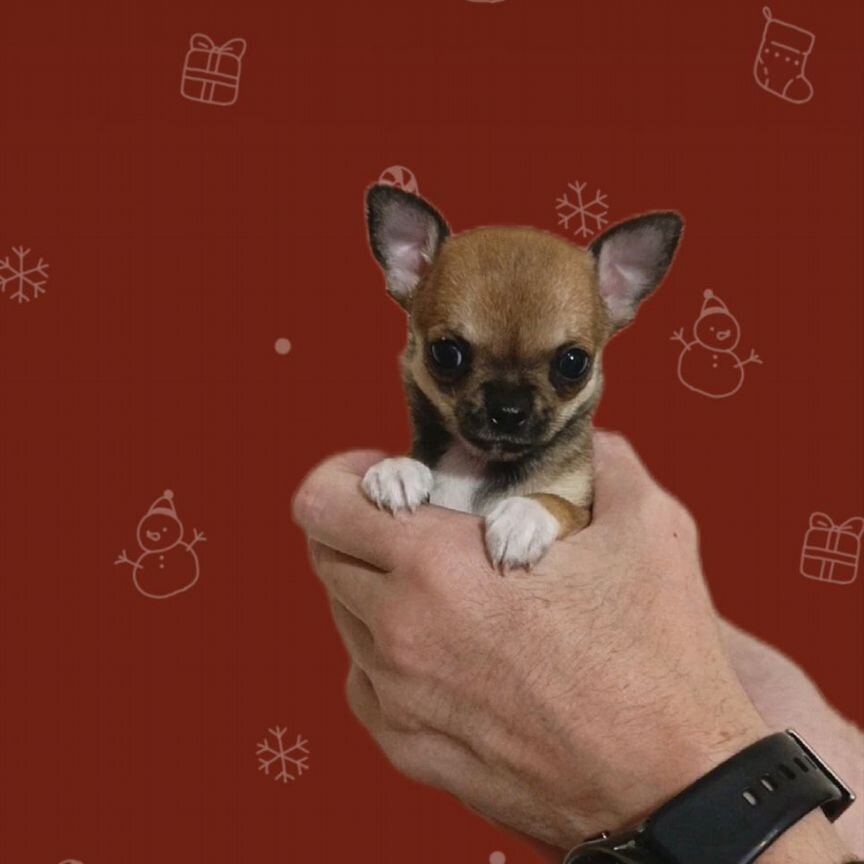 Чихуахуа, щенок