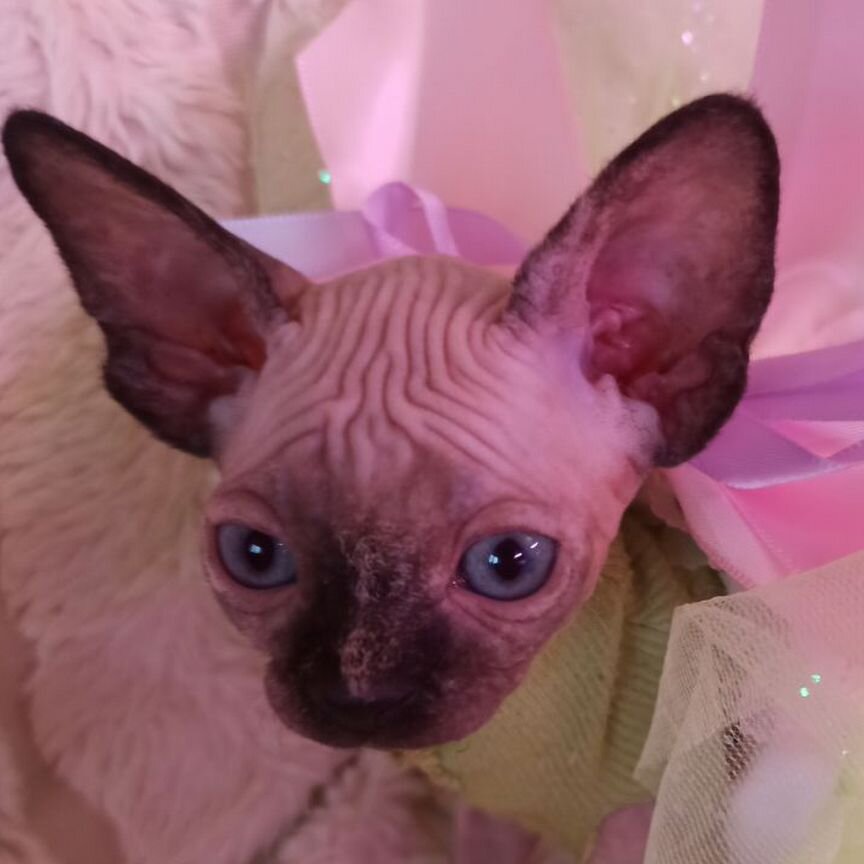 Канадский сфинкс котёнок