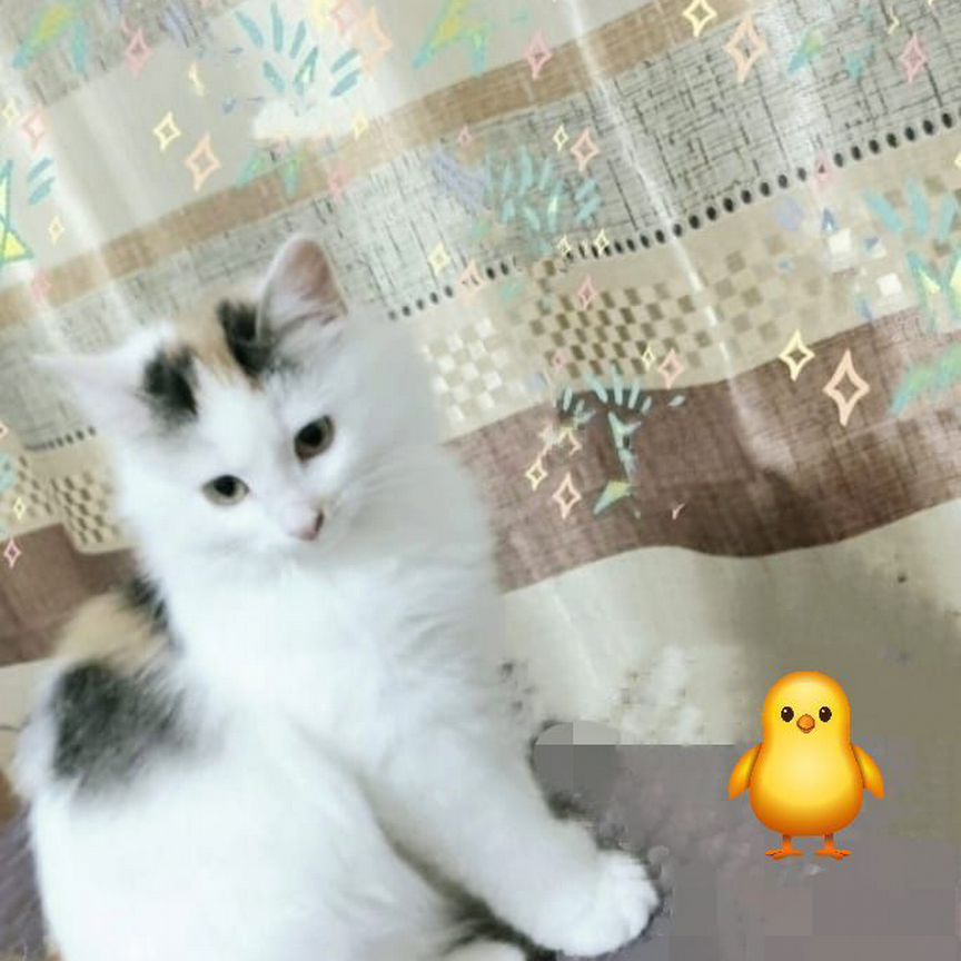 Хорошенькая,ласковая,игривая малышка 3 мес