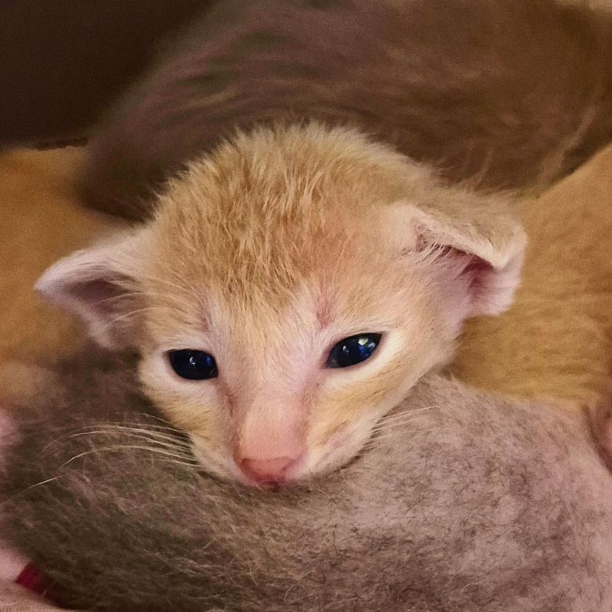 Ориентальный котёнок