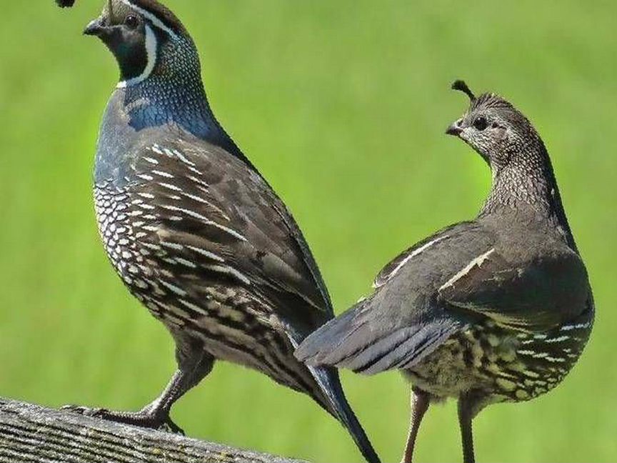 Ия перепелов калифорнийских и вирджинских