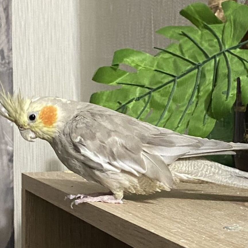 Попугай корелла