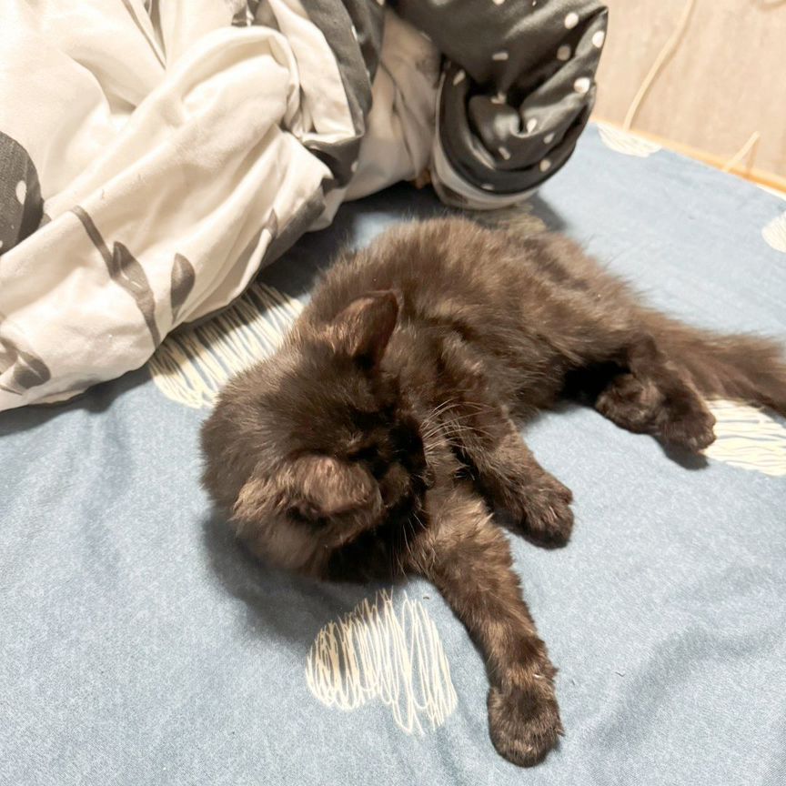 Котенок в хорошие руки бесплатно