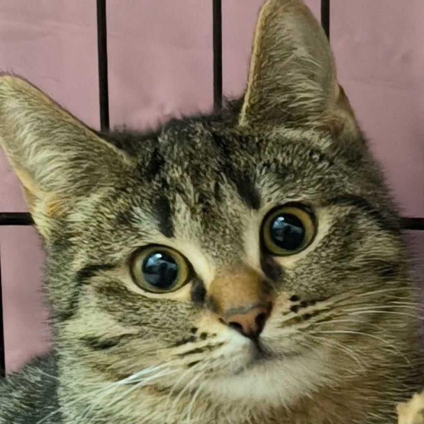 Две девчули симпапули 4 мес дачницы