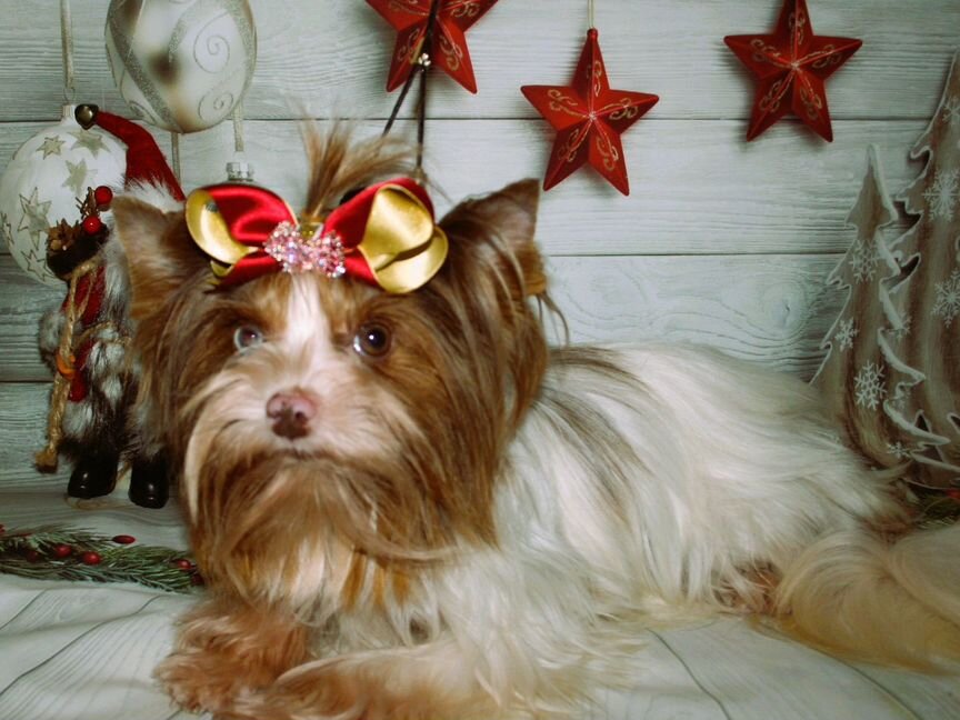 Неотразимая малютка