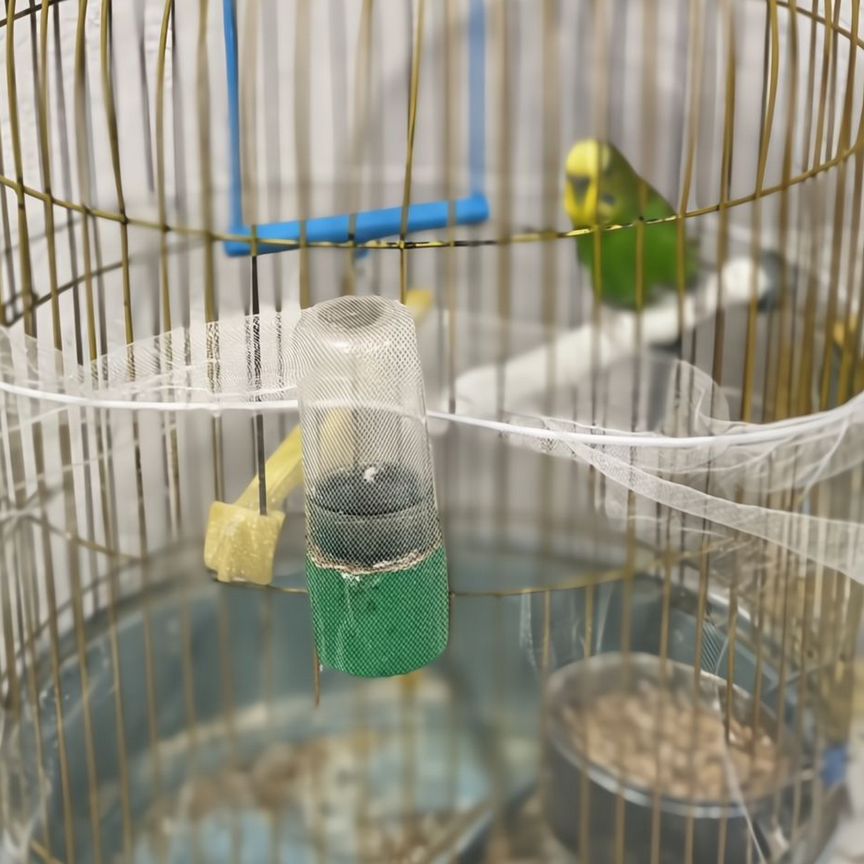 Волнистый попугай с клеткой