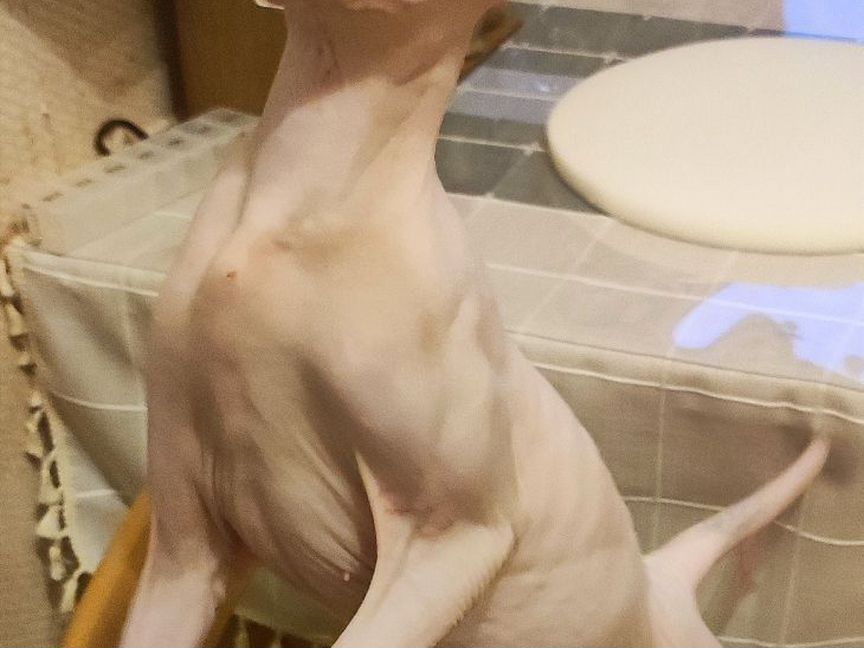 Донской сфинкс котята