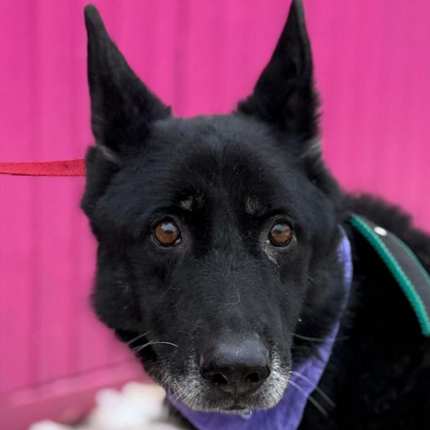 Собака в добрые и заботливые руки