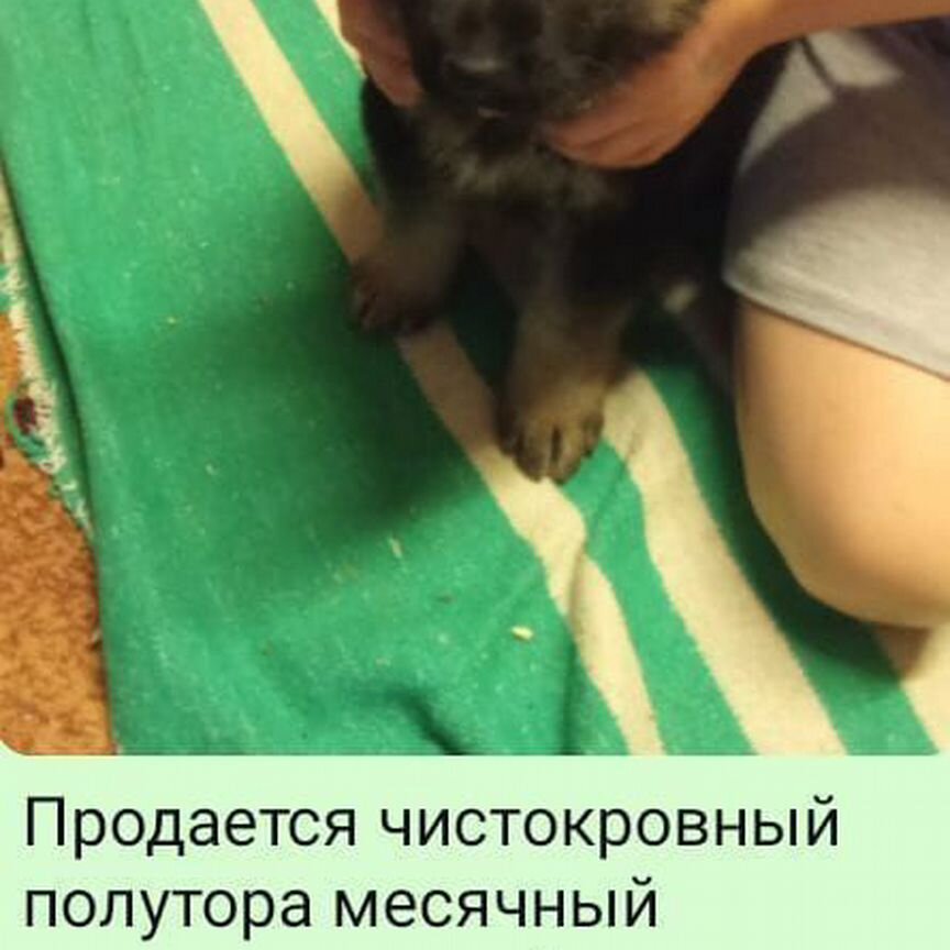 Щенки немецкой овчарки