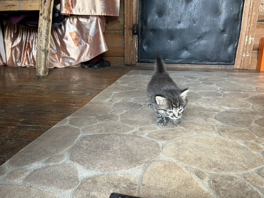 Котяда в добрые руки