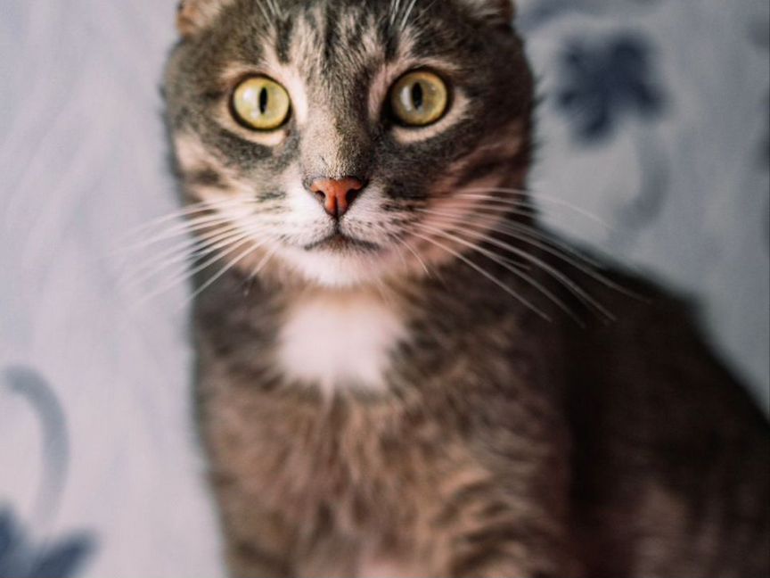 Домашние животные кошки