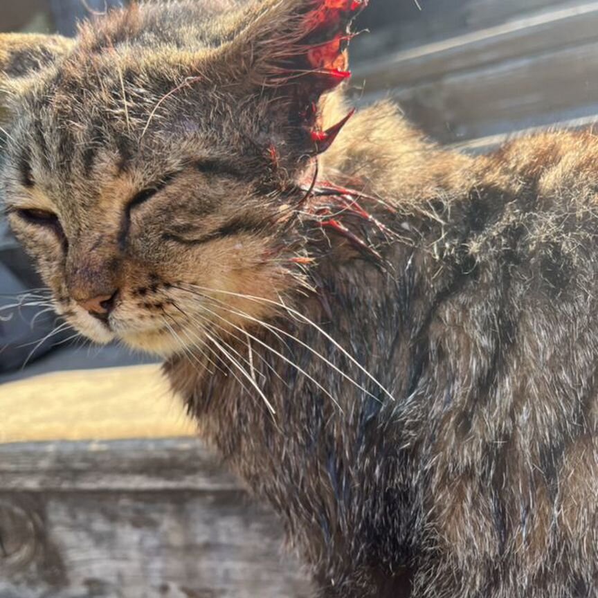 Котик Серёжа