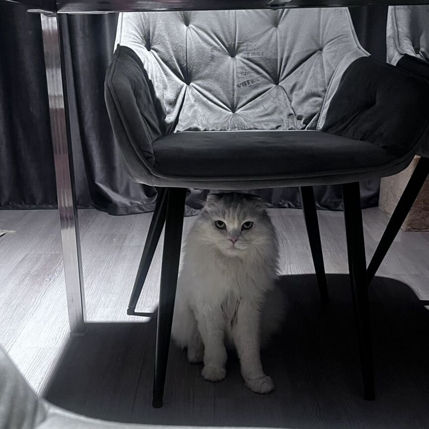 Кот вислоухий в добрые руки