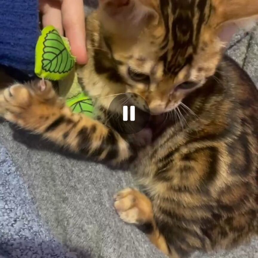 Бенгальская кошечка