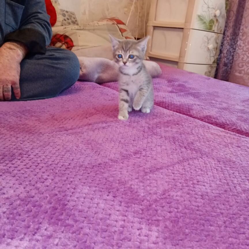 Клепа и Сема ждут хозяина