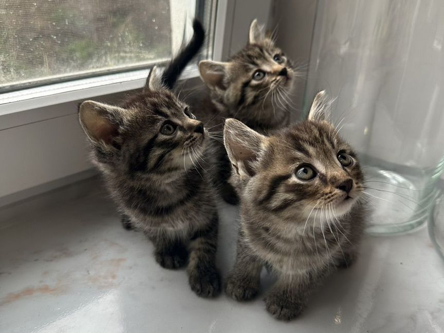 Котята